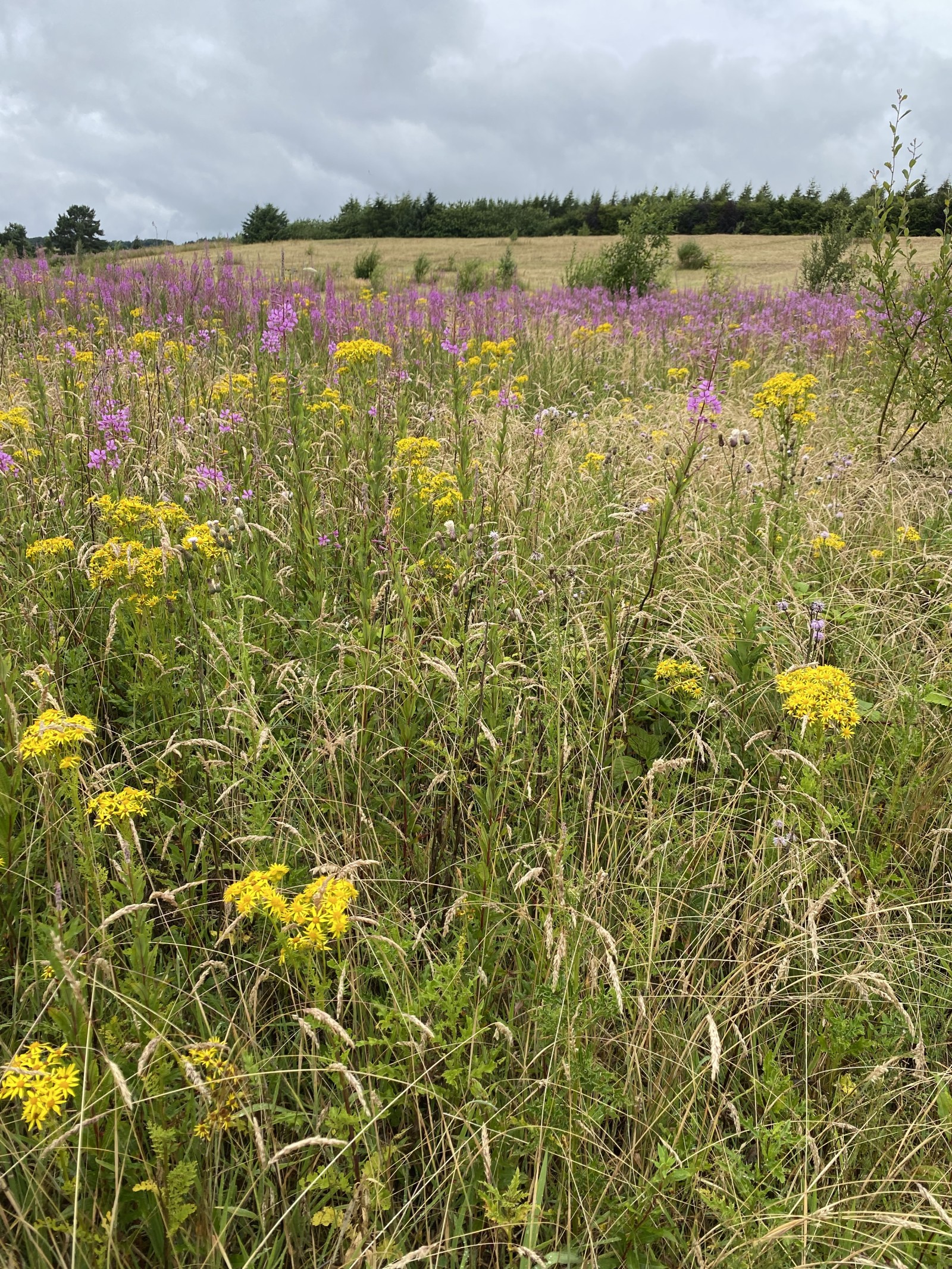 To Absent Friends | Festival Events 2021 | Come together: plant & remember